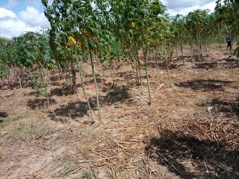 Reaping huge with Cassava farming in Kilifi