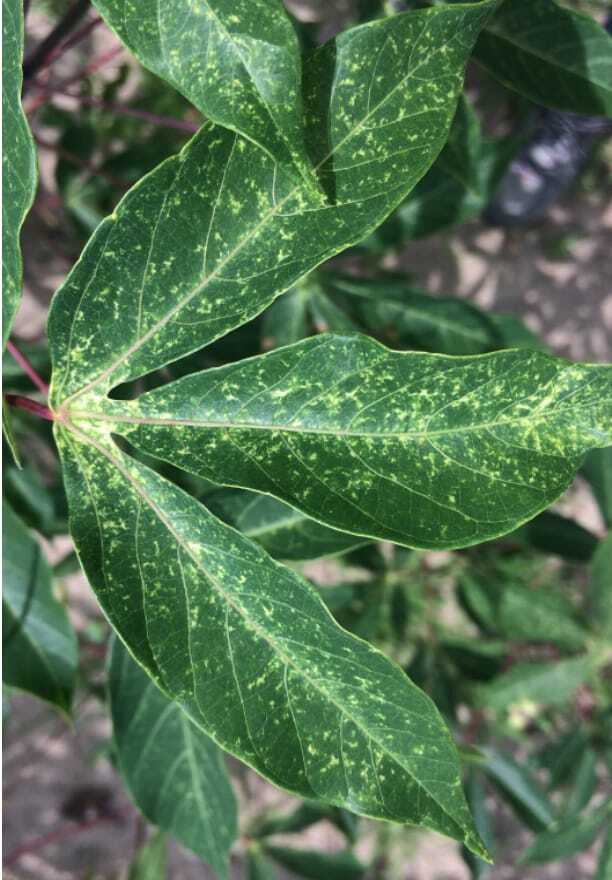 Cassava Green Mite Damage (CGM)