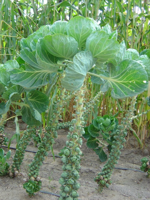 Brussels sprouts | Diseases and Pests, Description, Uses, Propagation
