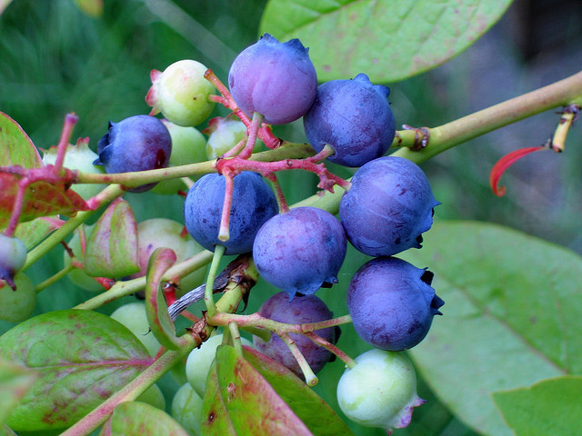 Blueberry | Diseases and Pests, Description, Uses, Propagation