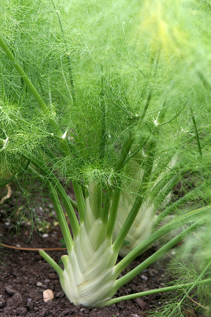 Fennel | Diseases and Pests, Description, Uses, Propagation