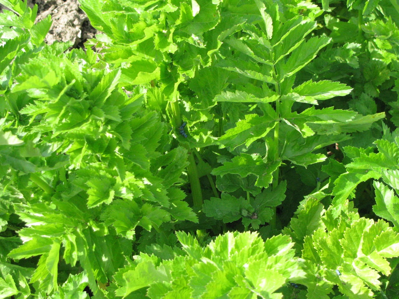 Parsnip | Diseases and Pests, Description, Uses, Propagation