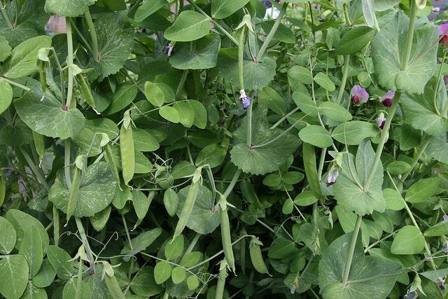 Pea | Diseases and Pests, Description, Uses, Propagation