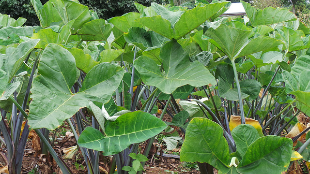 Cocoyam | Diseases and Pests, Description, Uses, Propagation