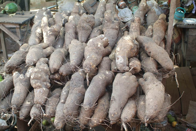 Yams | Diseases and Pests, Description, Uses, Propagation