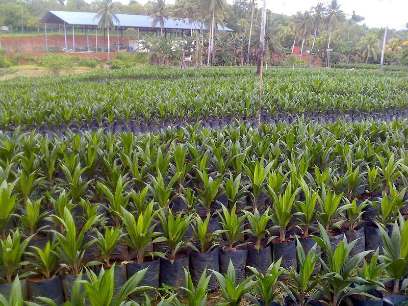 Oil palm | Diseases and Pests, Description, Uses, Propagation