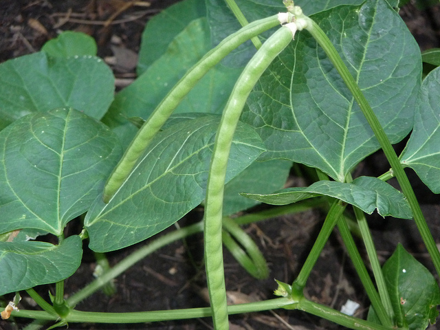 Cowpea | Diseases and Pests, Description, Uses, Propagation
