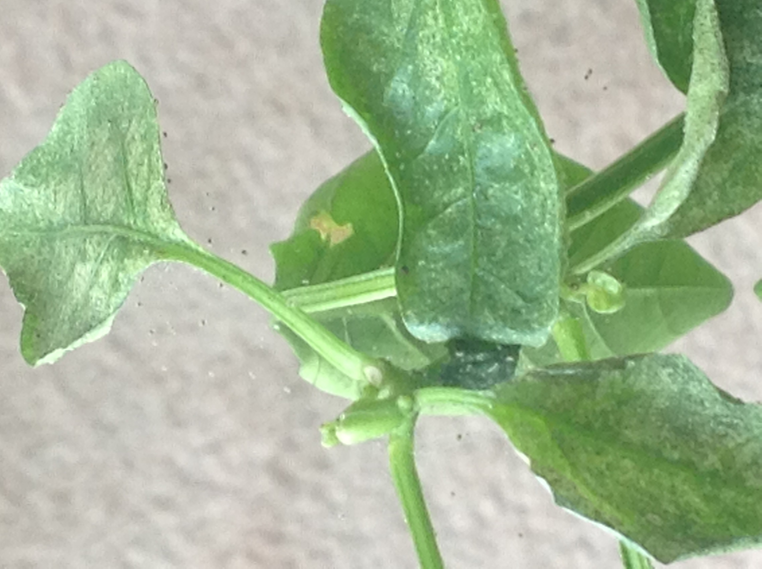 Pepper, bell | How to treat red spider mites on indoor pepper?