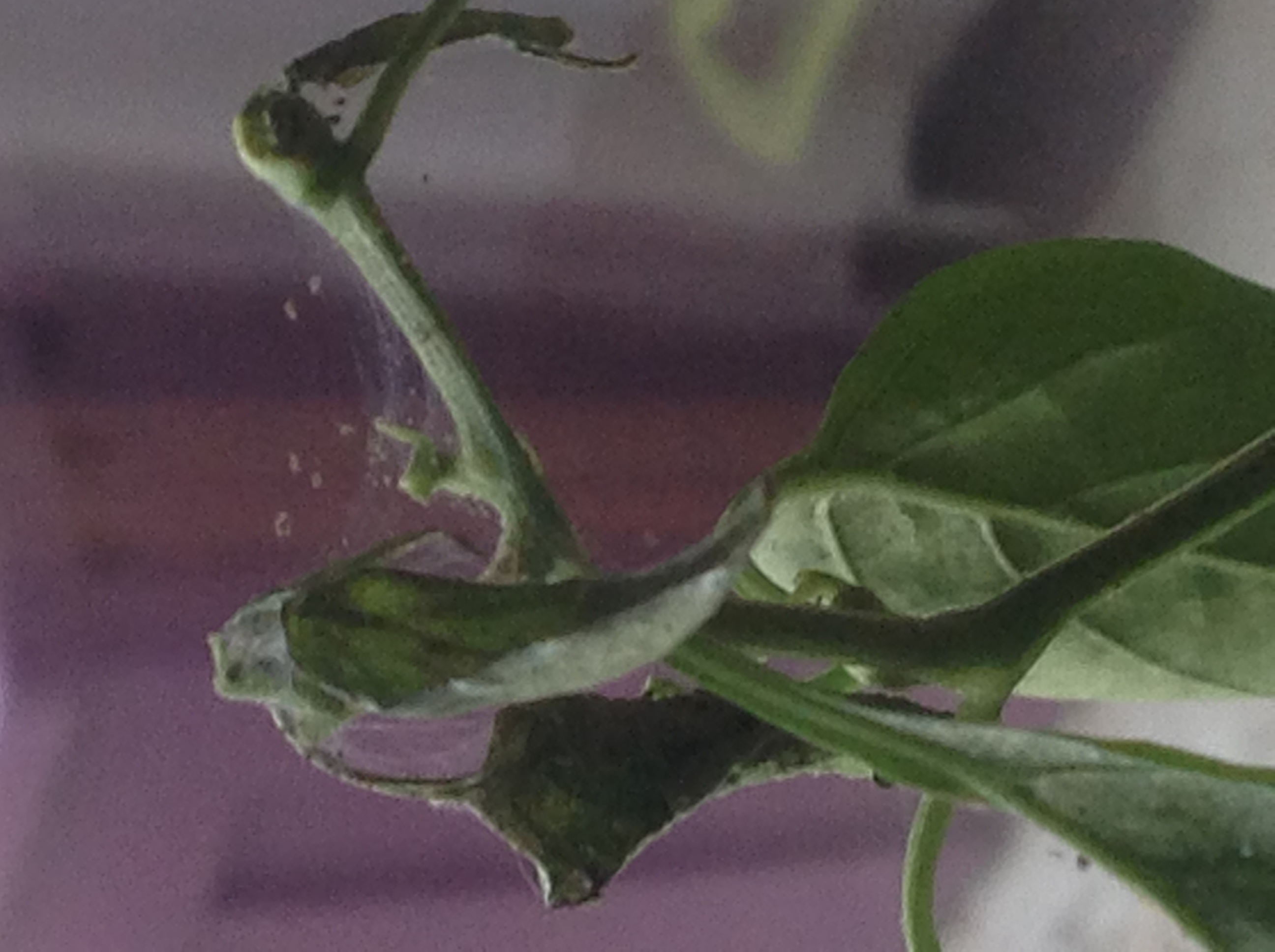 Pepper, bell | How to treat red spider mites on indoor pepper?