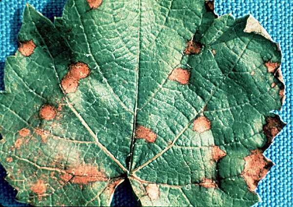 Grape | What causes grapes to shrivel up before harvest?