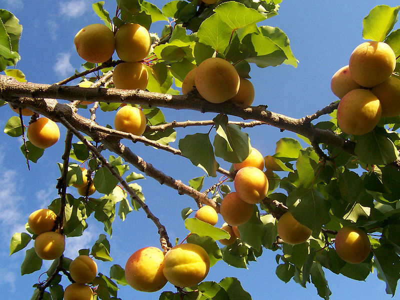 Apricot | Diseases and Pests, Description, Uses, Propagation