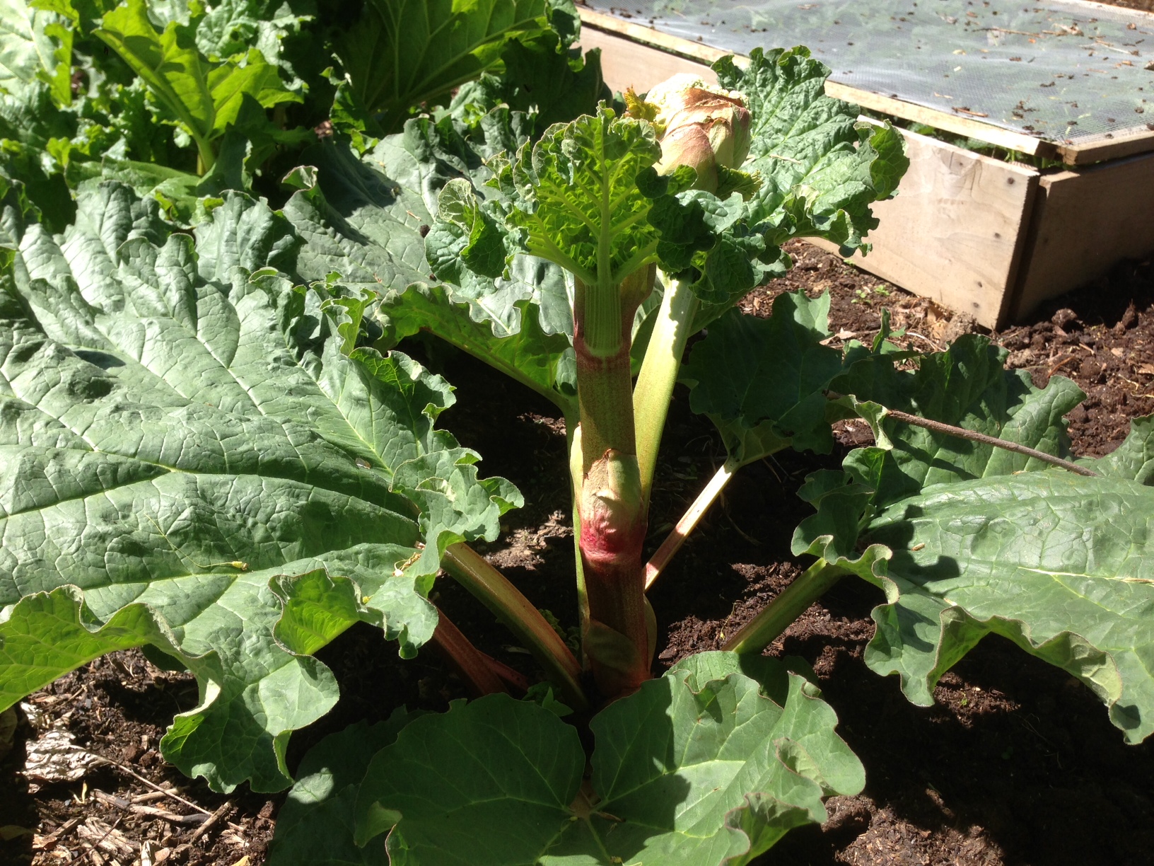 Rhubarb