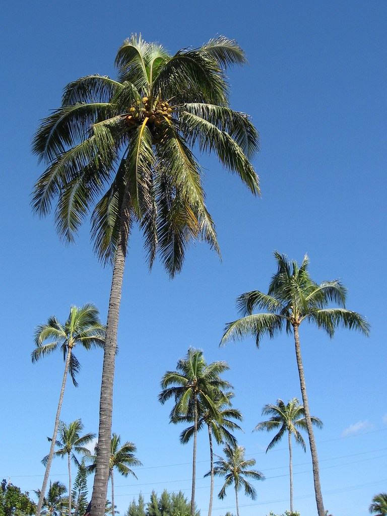 Coconut | Diseases and Pests, Description, Uses, Propagation