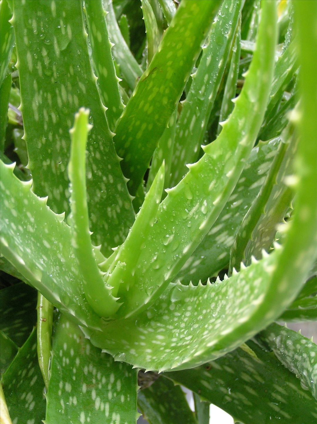 Aloe Vera Diseases And Pests Description Uses Propagation Aloe Vera Diseases And Pests Description Uses Propagation