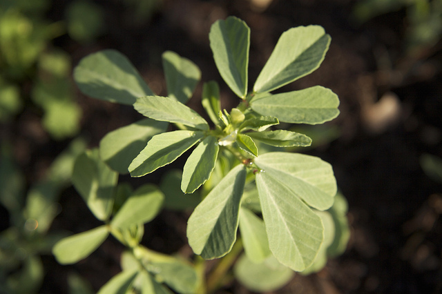 Fenugreek | Diseases and Pests, Description, Uses, Propagation