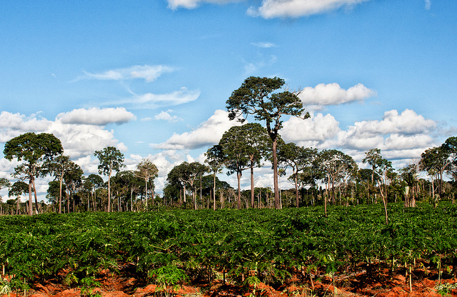 Brazil nut | Diseases and Pests, Description, Uses, Propagation