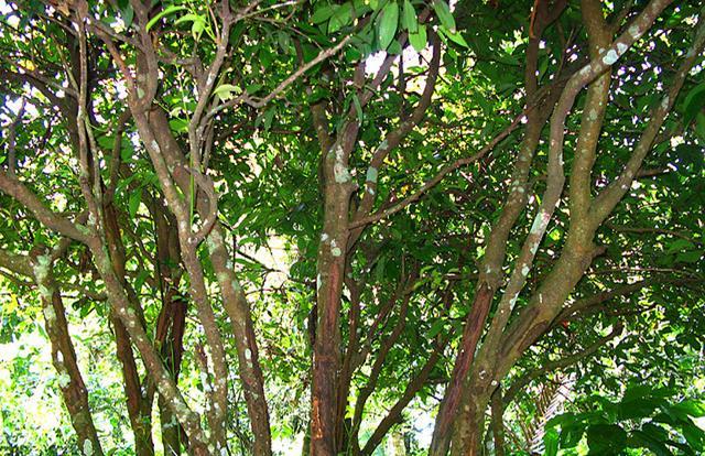 Cinnamon | Diseases and Pests, Description, Uses, Propagation