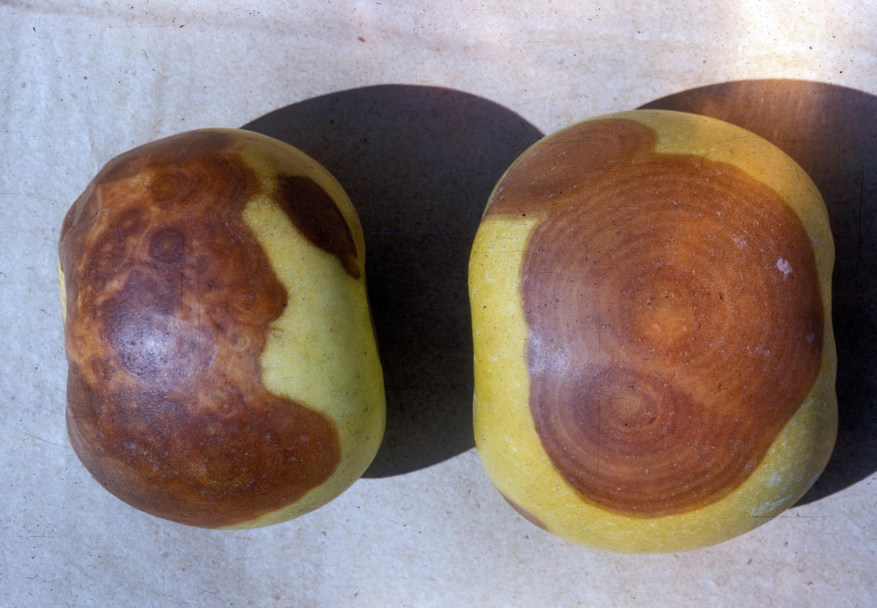 Apple | Diseases and Pests, Description, Uses, Propagation