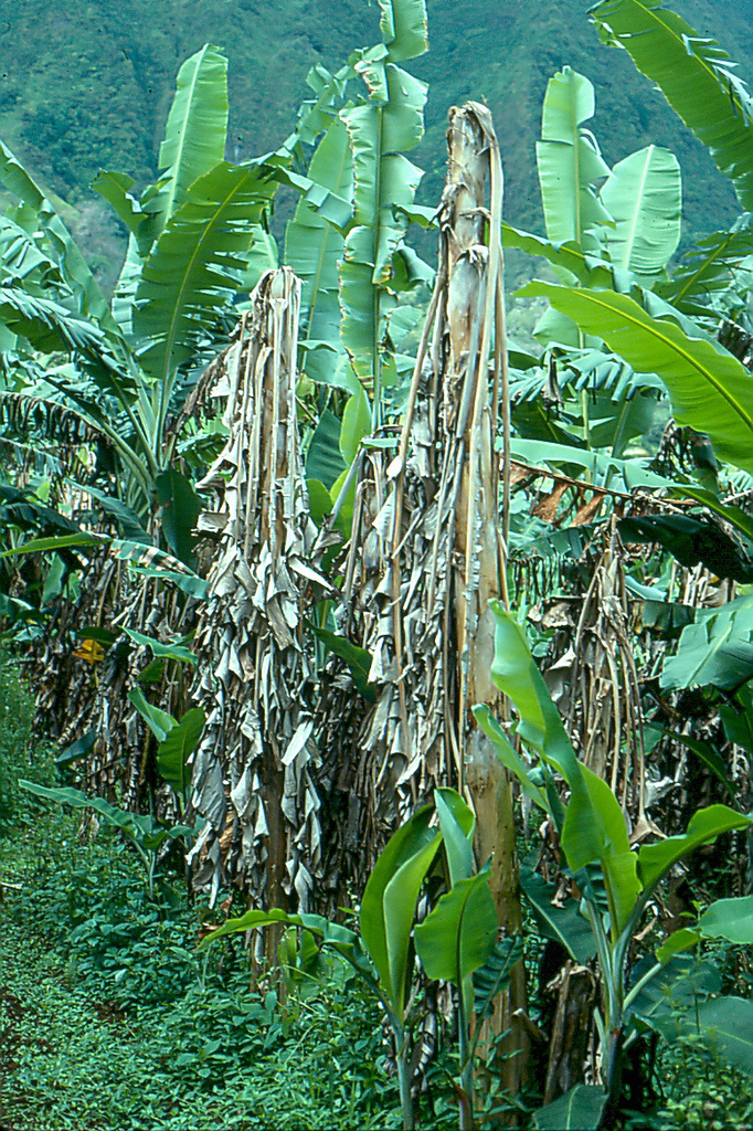 Banana | Diseases and Pests, Description, Uses, Propagation