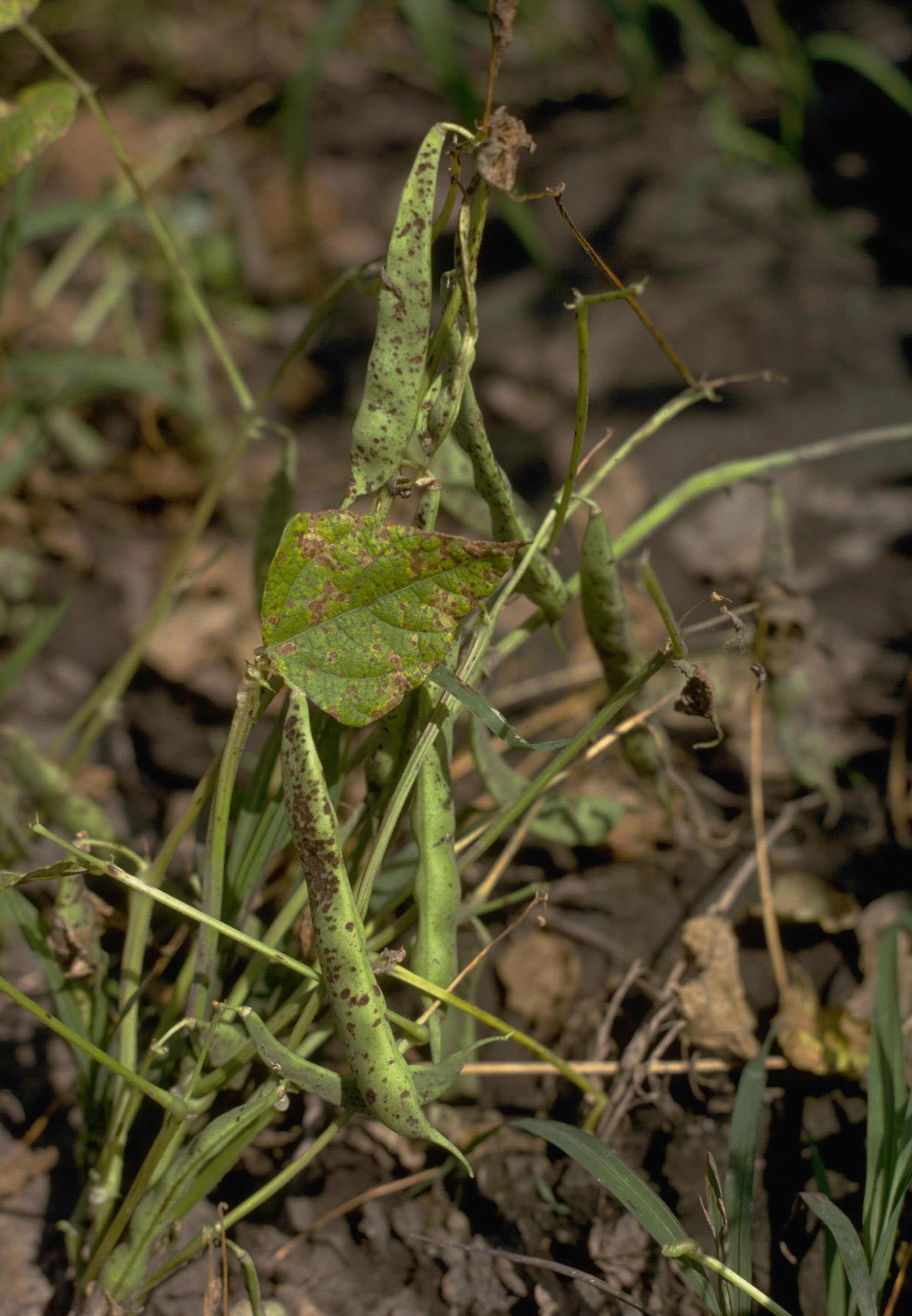 Bean | Diseases and Pests, Description, Uses, Propagation