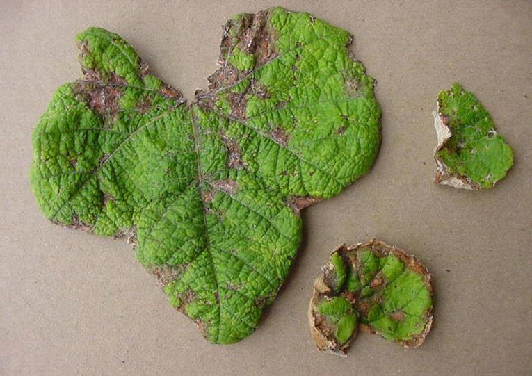 Grape | Diseases and Pests, Description, Uses, Propagation