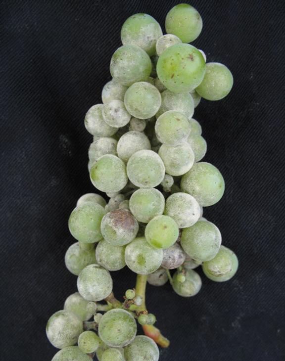 Grape | Diseases and Pests, Description, Uses, Propagation