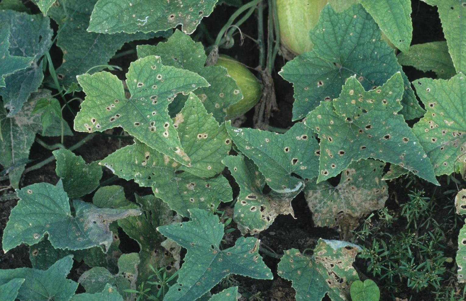 Cucumber Plant Problems