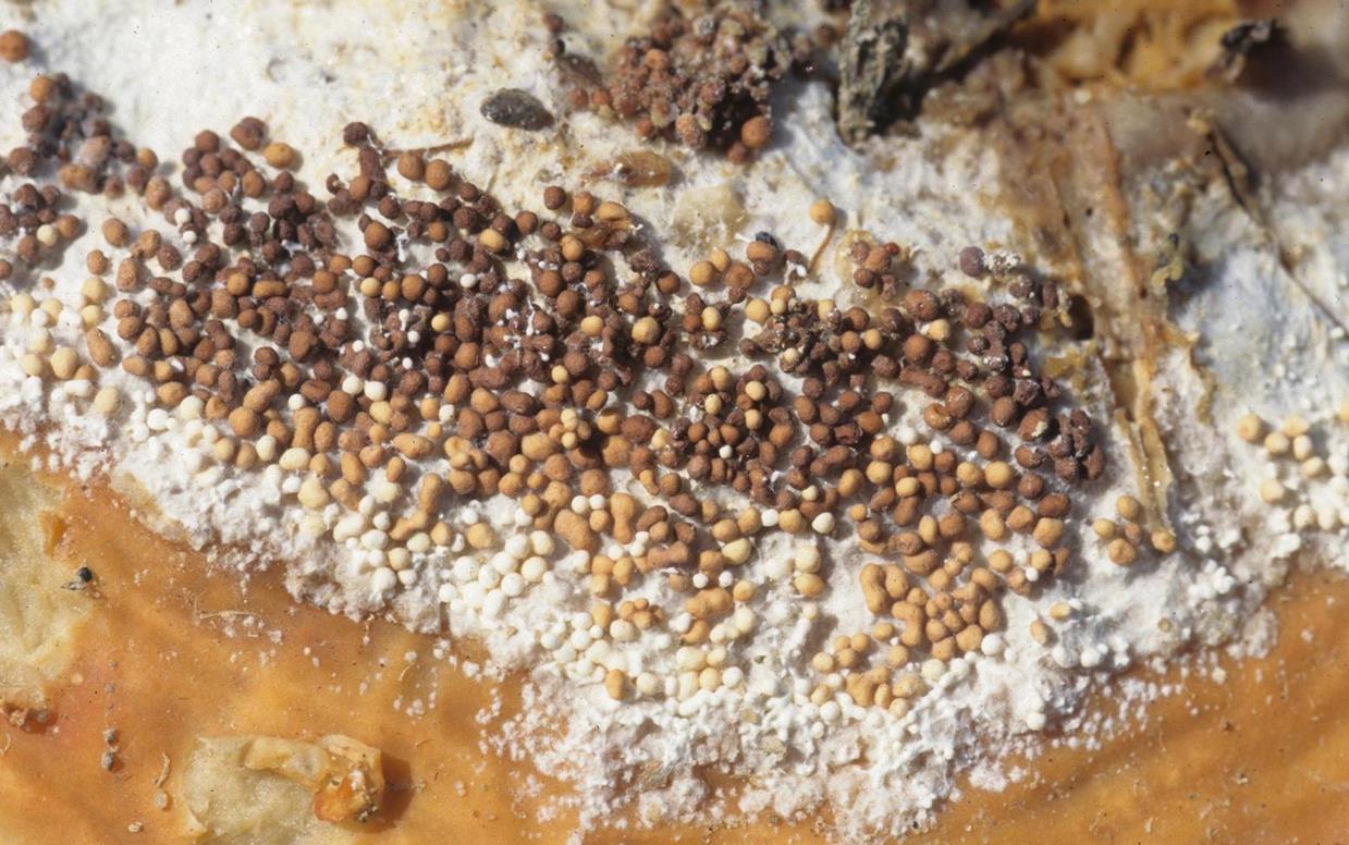 Pumpkin | Diseases and Pests, Description, Uses, Propagation