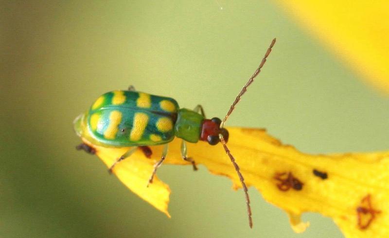 Pumpkin | Diseases and Pests, Description, Uses, Propagation