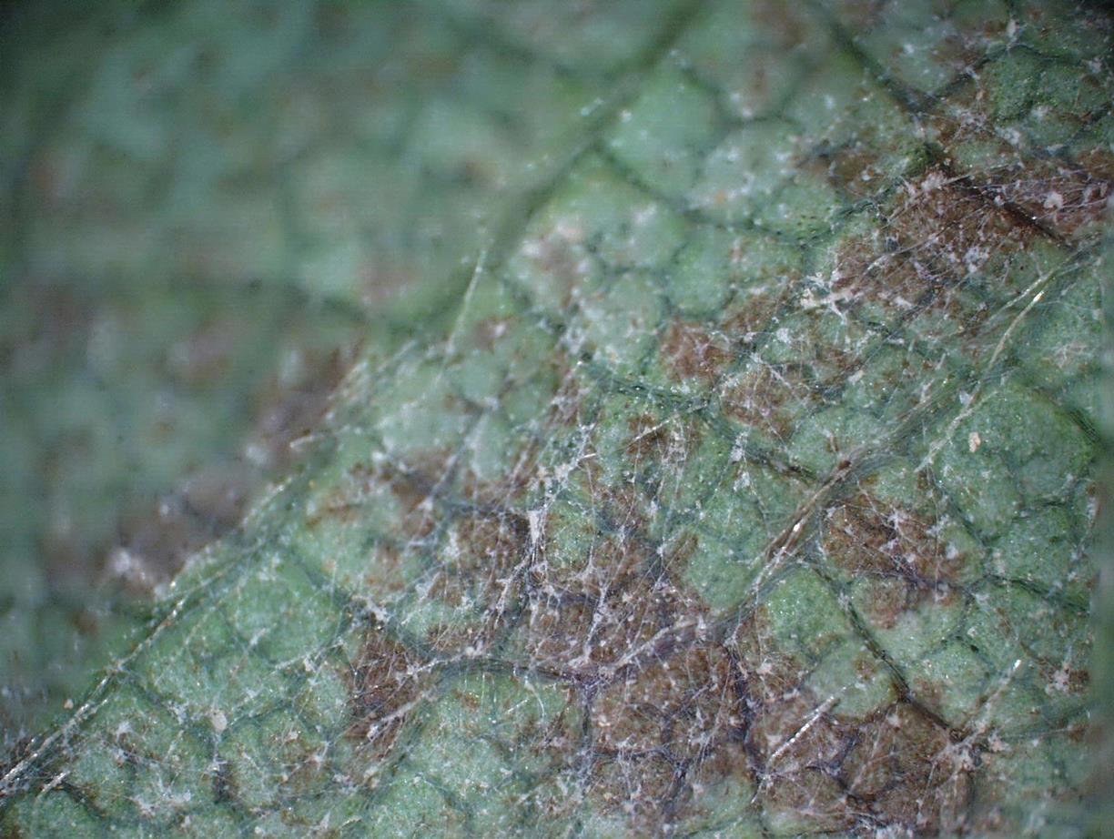 Strawberry | Diseases and Pests, Description, Uses, Propagation