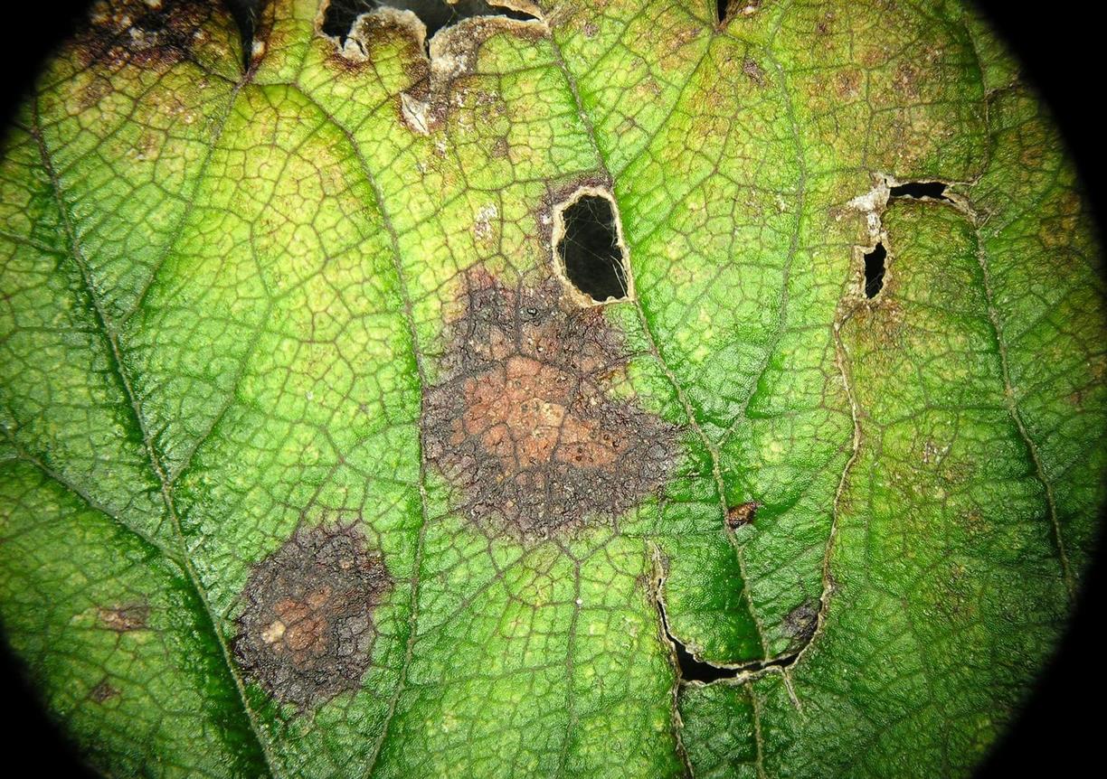 Strawberry | Diseases and Pests, Description, Uses, Propagation