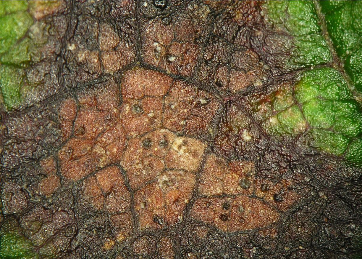 Strawberry | Diseases and Pests, Description, Uses, Propagation