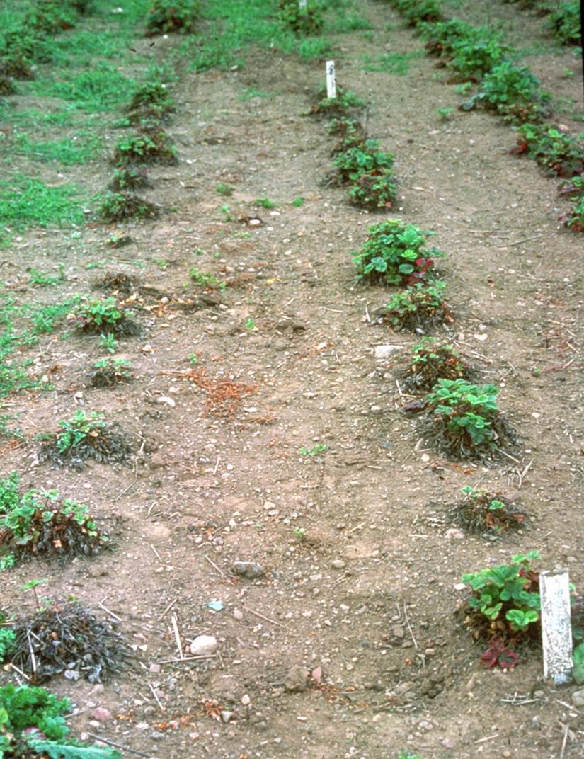 Strawberry | Diseases and Pests, Description, Uses, Propagation