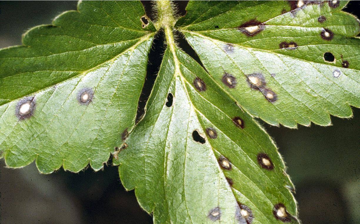 Strawberry | Diseases and Pests, Description, Uses, Propagation