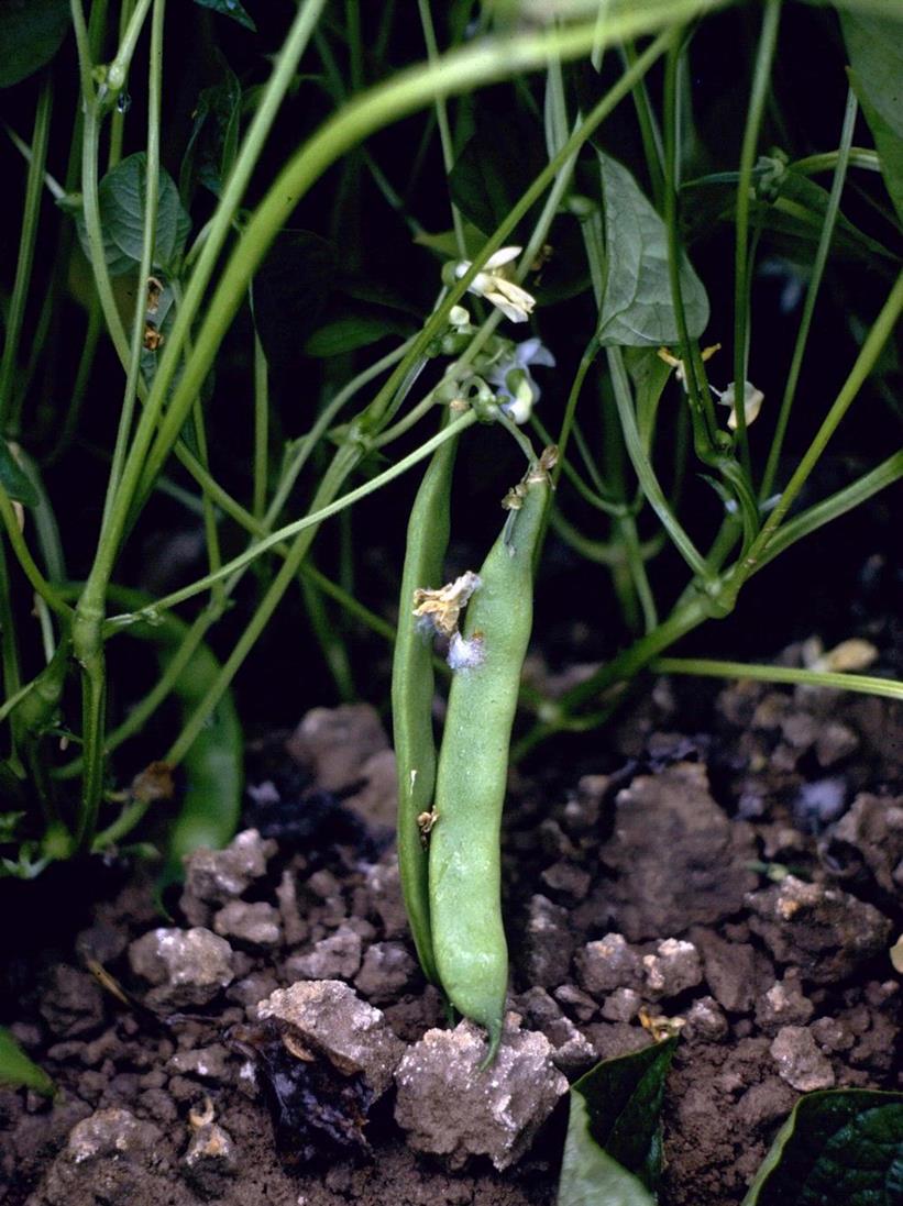 Bean | Diseases and Pests, Description, Uses, Propagation