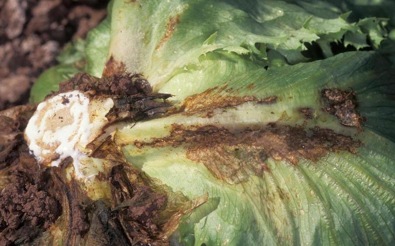 Lettuce | Diseases and Pests, Description, Uses, Propagation
