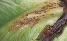 Lettuce | Diseases and Pests, Description, Uses, Propagation