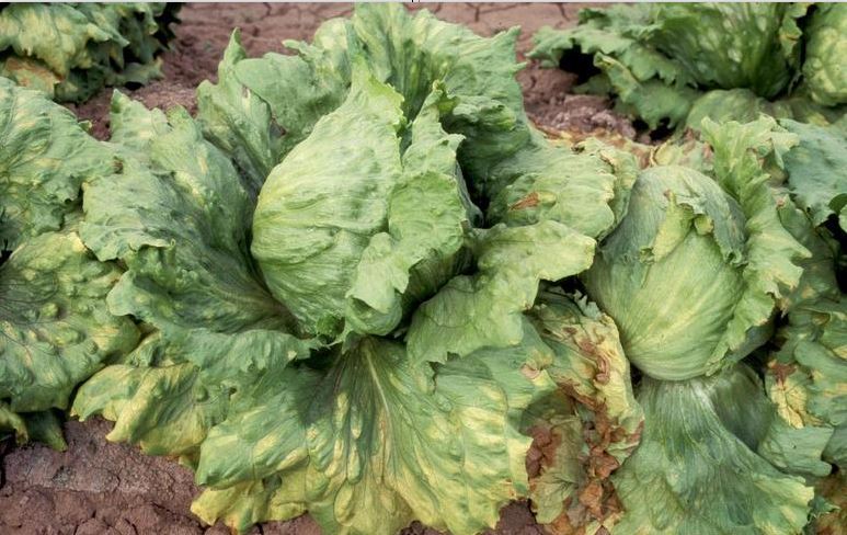 Lettuce | Diseases and Pests, Description, Uses, Propagation