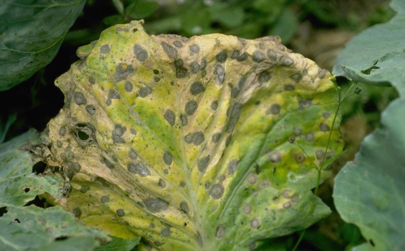 Cabbage (red, white, Savoy) | Diseases and Pests, Description, Uses ...