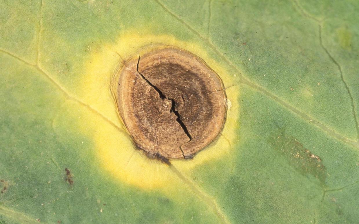 Cabbage (red, white, Savoy) | Diseases and Pests, Description, Uses ...