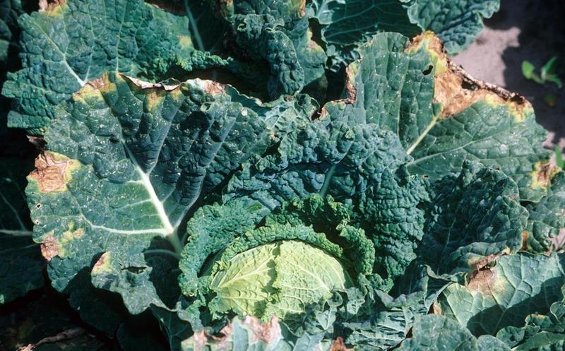 Cabbage (red, white, Savoy) | Diseases and Pests, Description, Uses ...