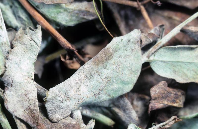 Pea | Diseases and Pests, Description, Uses, Propagation