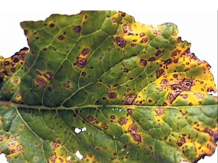 Turnip | Diseases and Pests, Description, Uses, Propagation