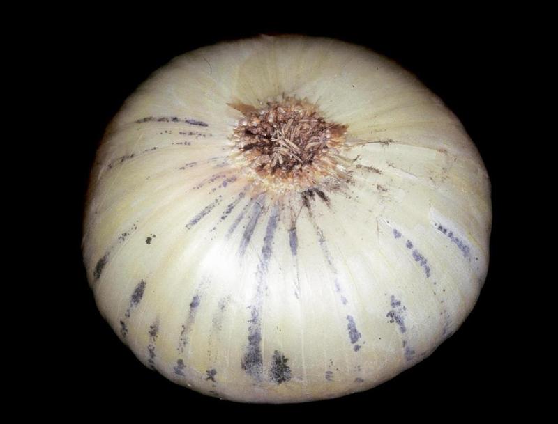 Onion | Diseases and Pests, Description, Uses, Propagation