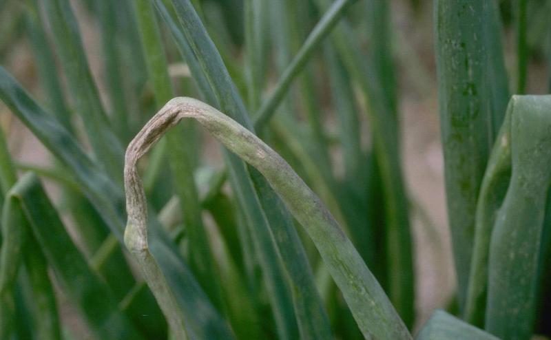 Onion | Diseases and Pests, Description, Uses, Propagation