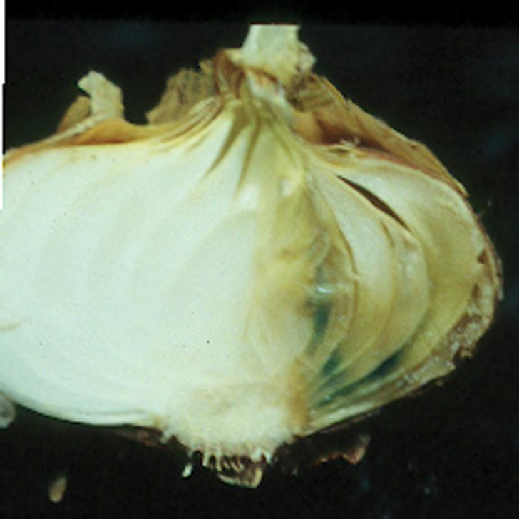 Onion | Diseases and Pests, Description, Uses, Propagation