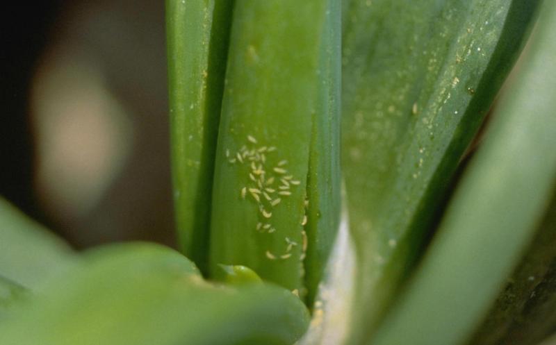 Onion | Diseases and Pests, Description, Uses, Propagation