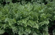 Carrot | Diseases and Pests, Description, Uses, Propagation
