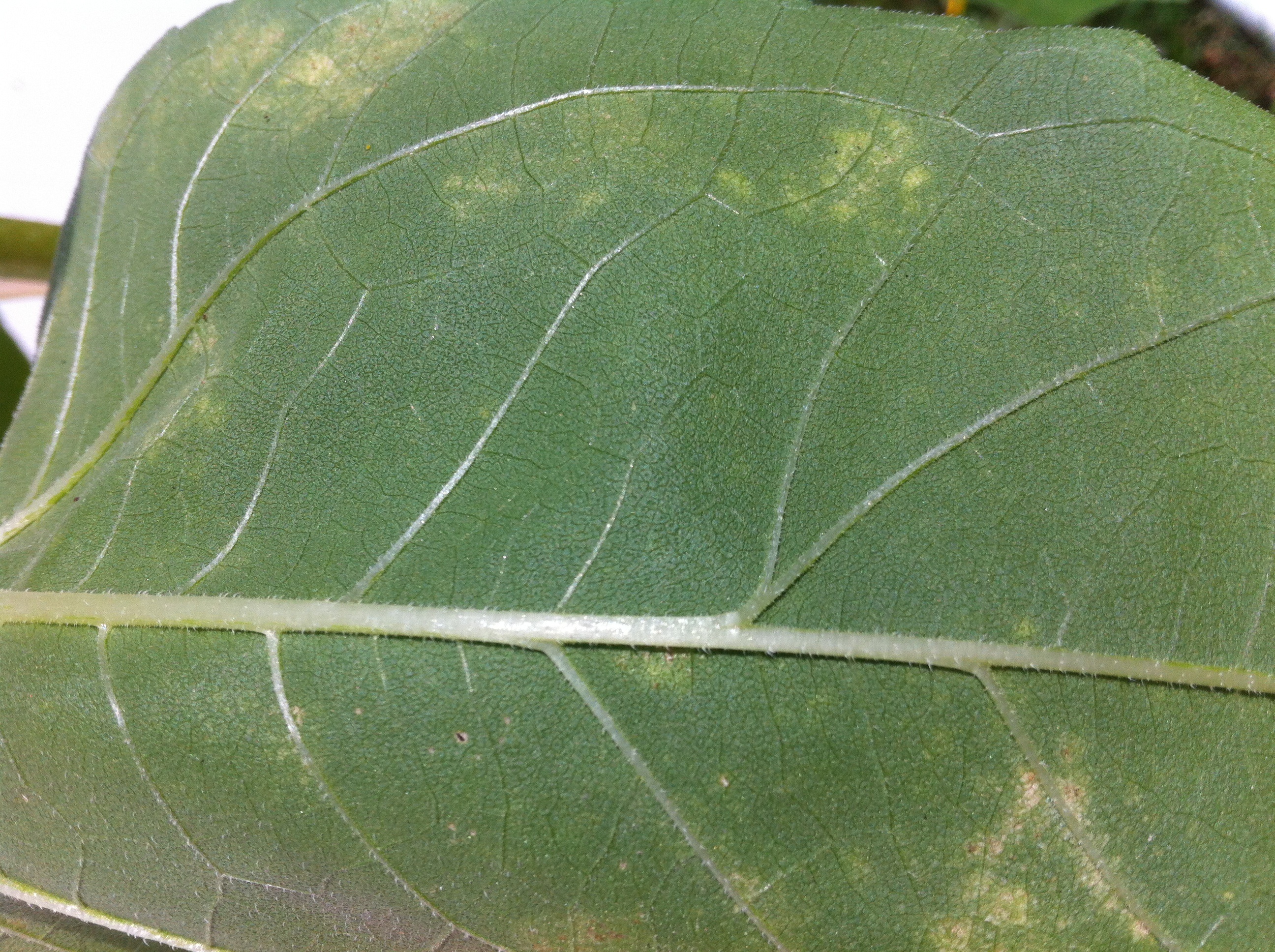 Sunflower | Mottled yellow leaves on sunflower