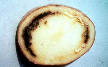 Potato | Diseases and Pests, Description, Uses, Propagation
